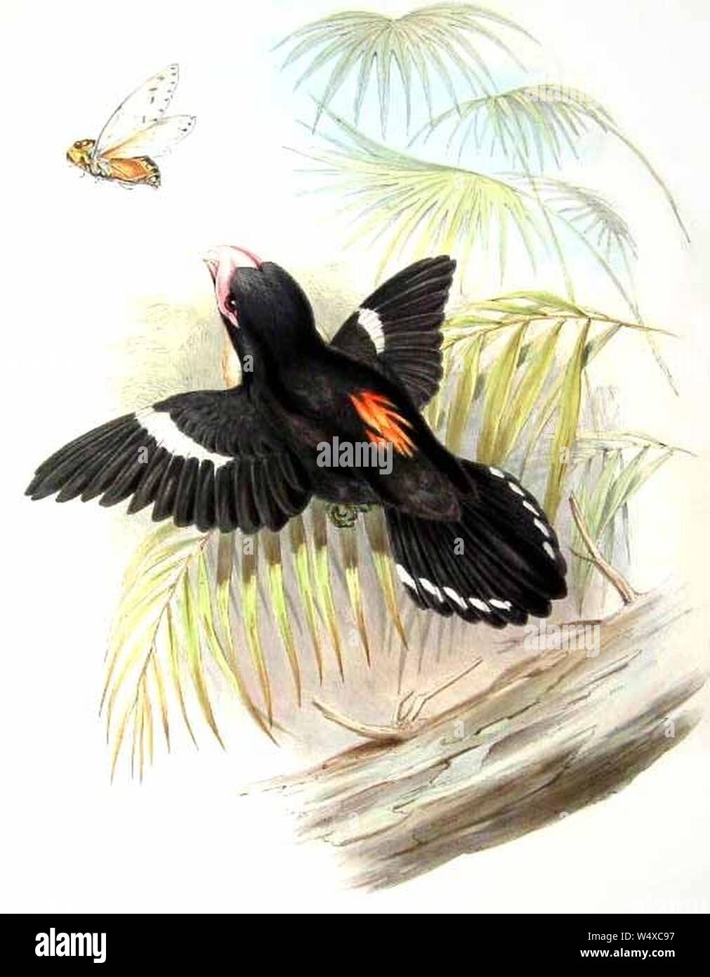 Sumatranus hi-res stock photography and images - Alamy