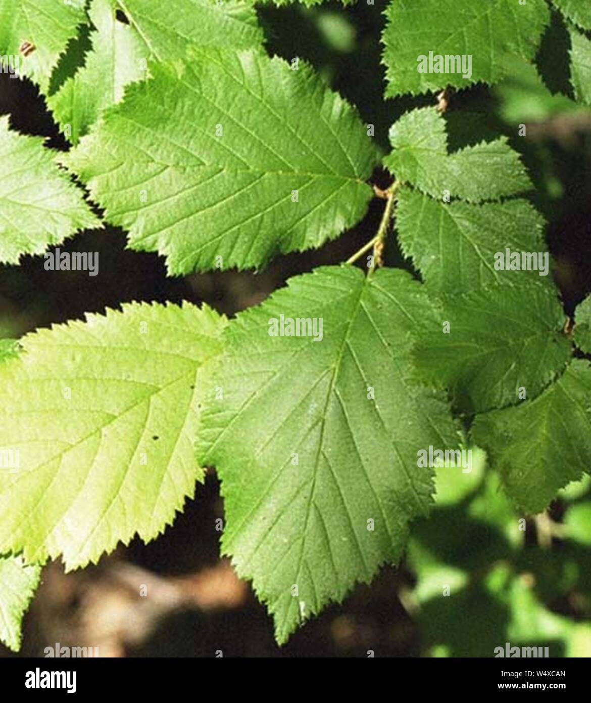 Corylus cornuta hi-res stock photography and images - Alamy
