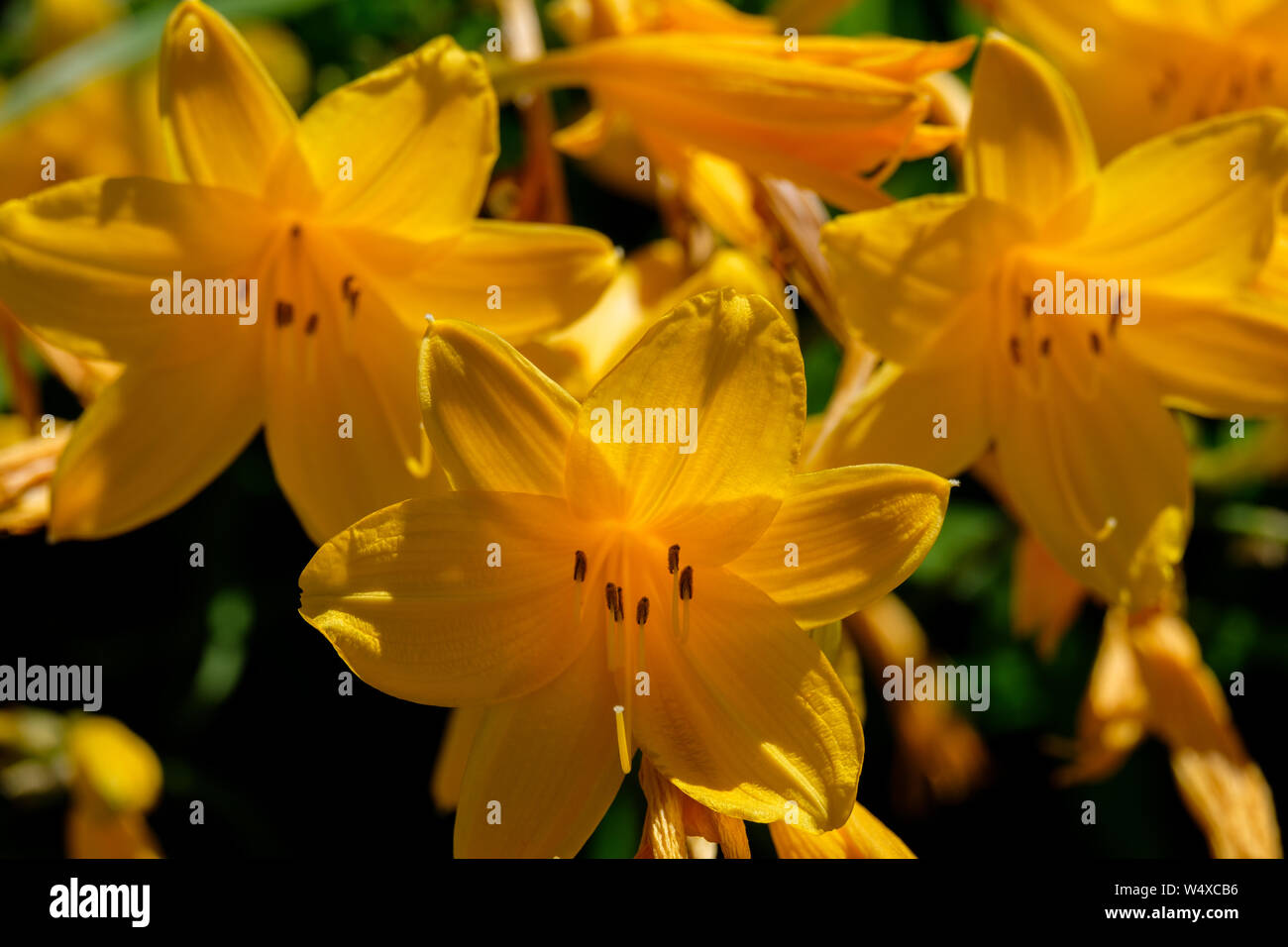 Lemon lily hi-res stock photography and images - Alamy