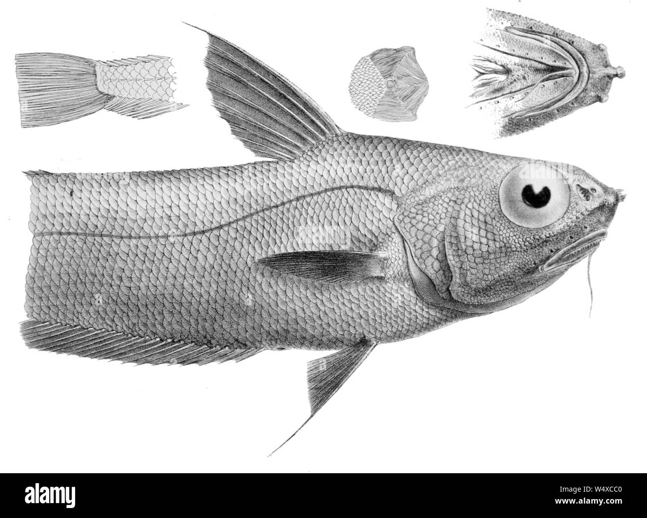 Coryphaenoides Cut Out Stock Images & Pictures - Alamy