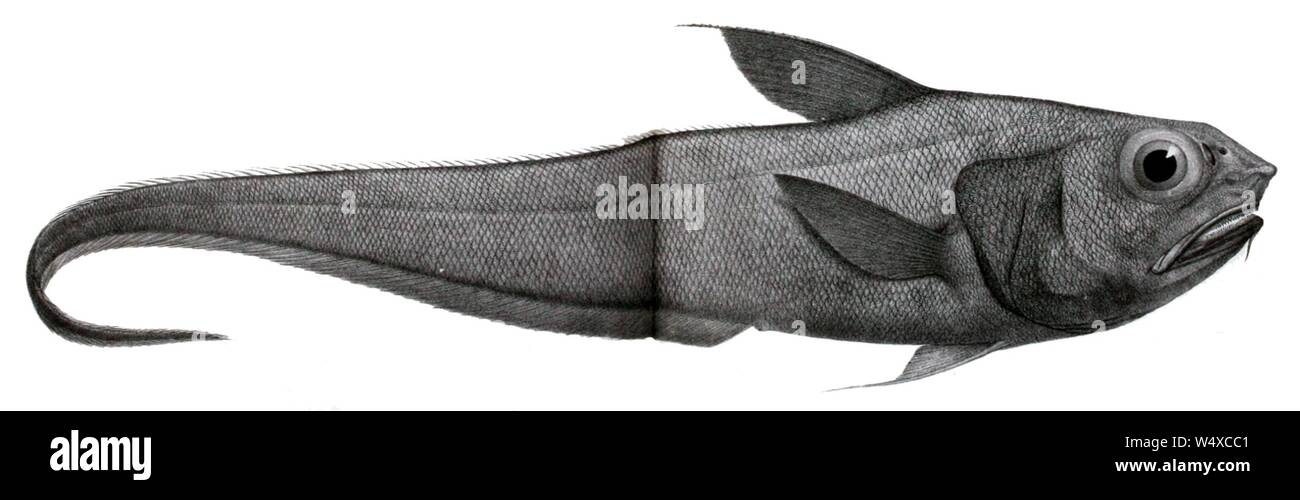 Coryphaenoides Cut Out Stock Images & Pictures - Alamy