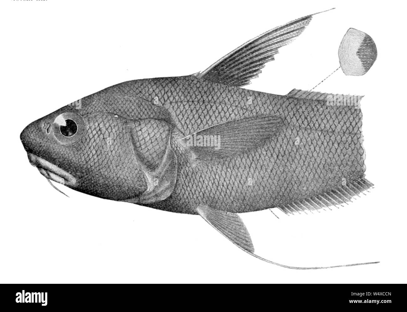 Coryphaenoides longicirrhus hi-res stock photography and images - Alamy