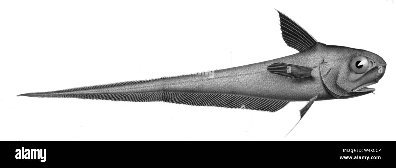 Coryphaenoides rupestris hi-res stock photography and images - Alamy