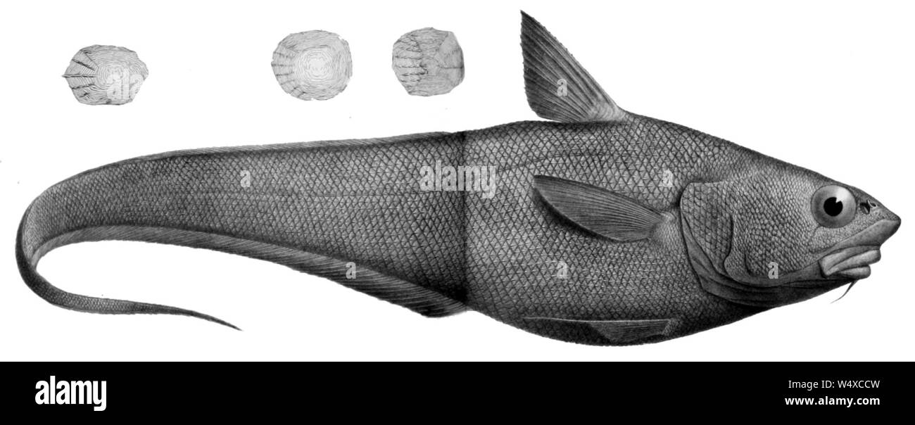 Coryphaenoides hi-res stock photography and images - Alamy