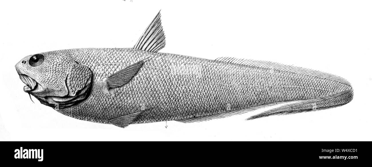 Coryphaenoides Cut Out Stock Images & Pictures - Alamy