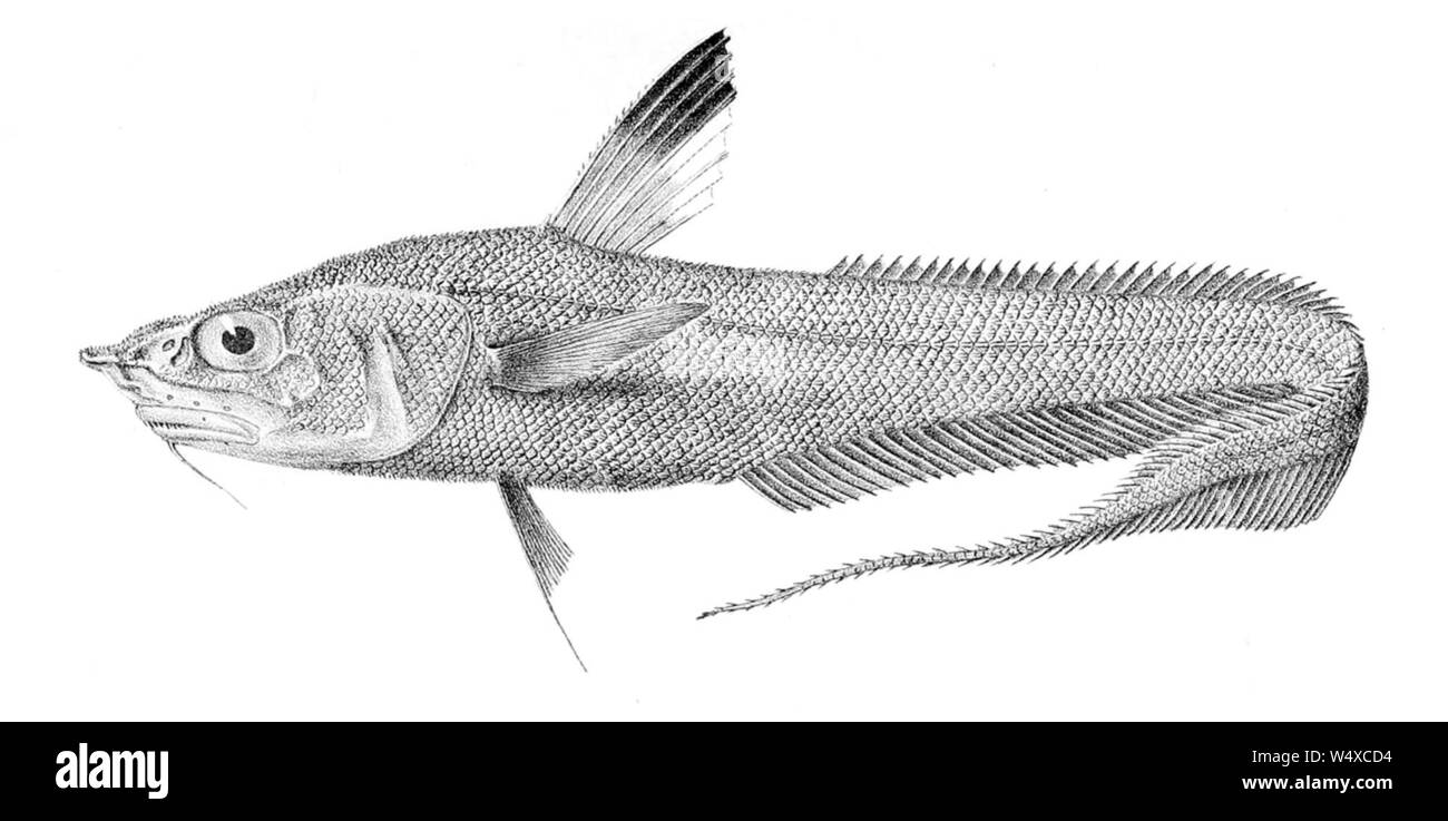 Coryphaenoides ferrieri hi-res stock photography and images - Alamy