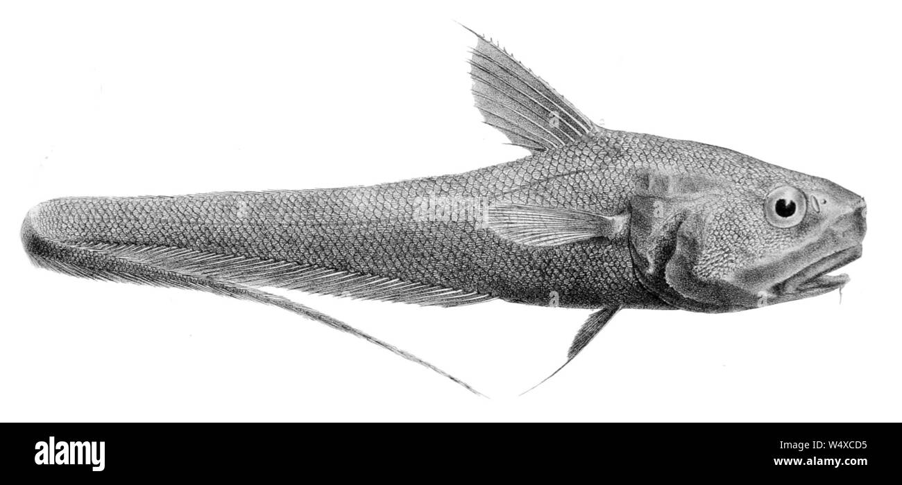 Coryphaenoides fernandezianus hi-res stock photography and images - Alamy