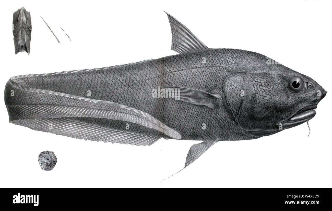 Coryphaenoides rudis hi-res stock photography and images - Alamy