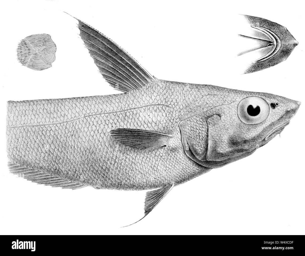 Coryphaenoides hi-res stock photography and images - Alamy