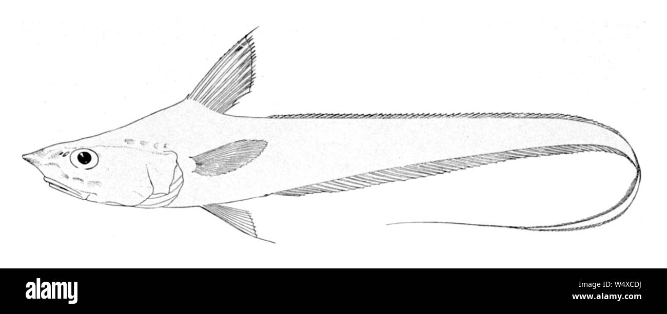 Coryphaenoides filicauda hi-res stock photography and images - Alamy