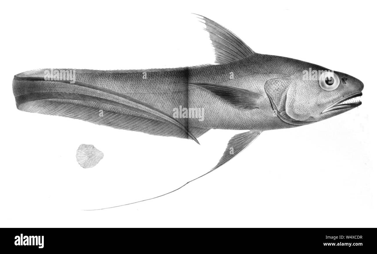 Coryphaenoides hi-res stock photography and images - Alamy