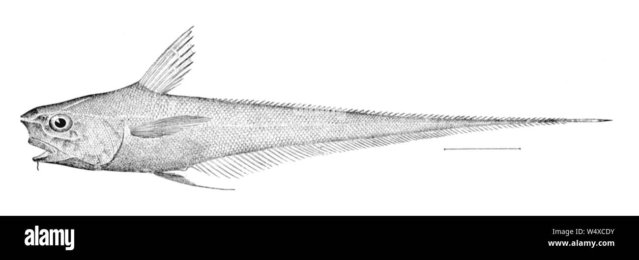 Coryphaenoides Cut Out Stock Images & Pictures - Alamy