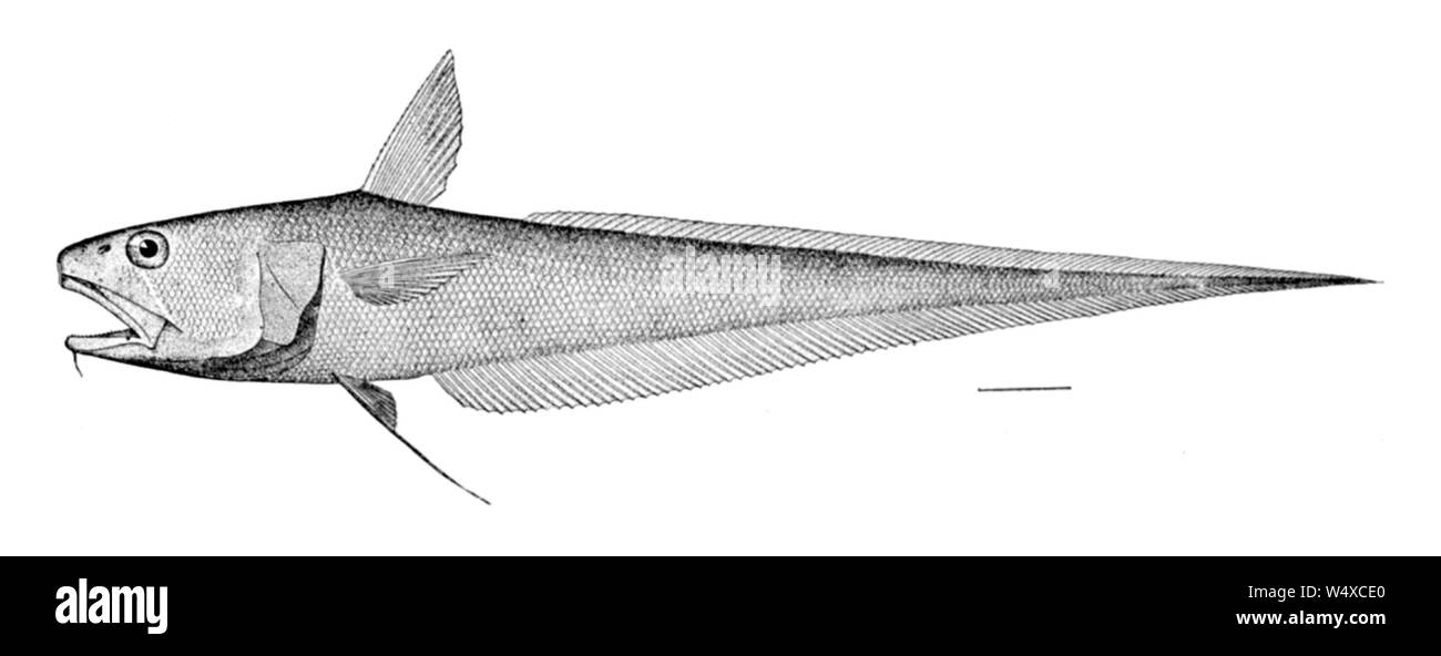 Coryphaenoides leptolepis hi-res stock photography and images - Alamy