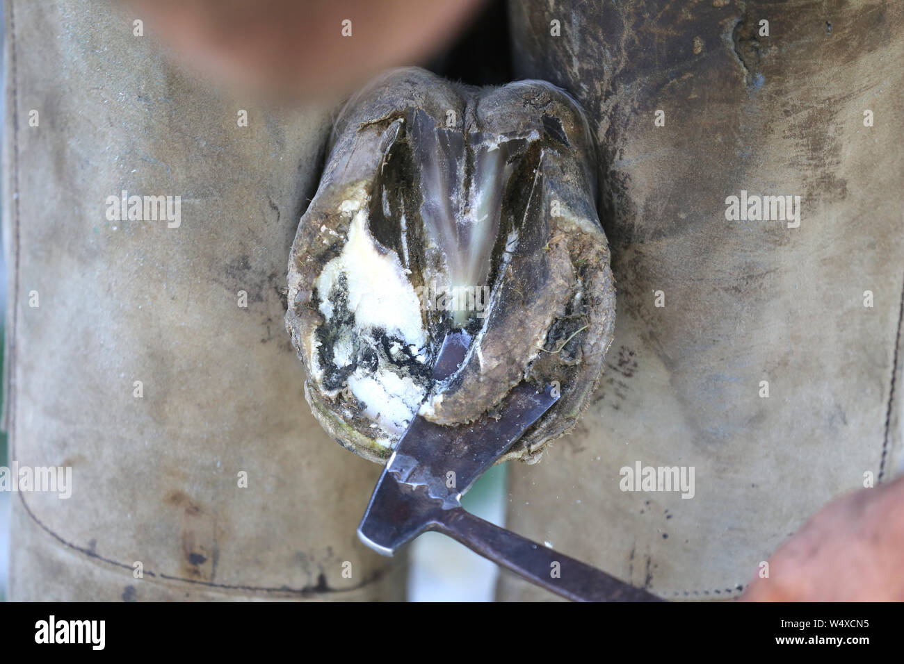 Equine forelimb skeleton anatomy hi-res stock photography and images ...