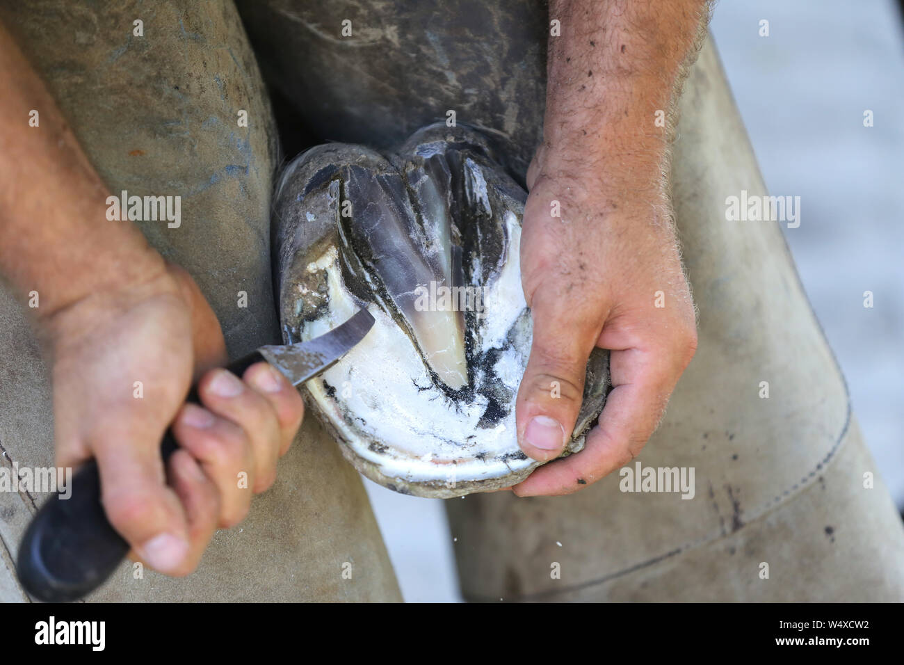 Equine forelimb skeleton anatomy hi-res stock photography and images ...