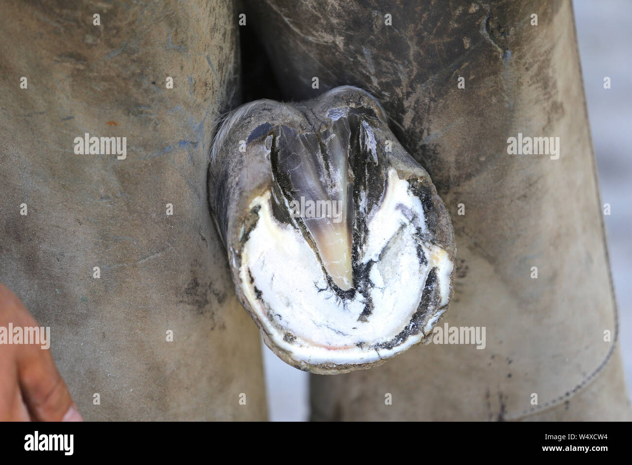 Equine forelimb skeleton anatomy hi-res stock photography and images ...