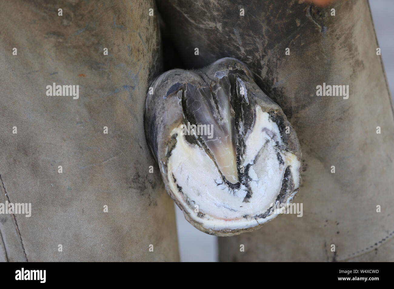 Equine forelimb skeleton anatomy hi-res stock photography and images ...