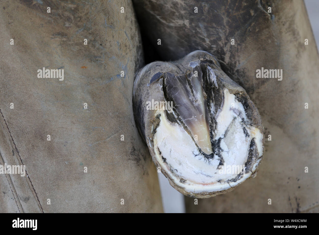 Equine forelimb skeleton anatomy hi-res stock photography and images ...