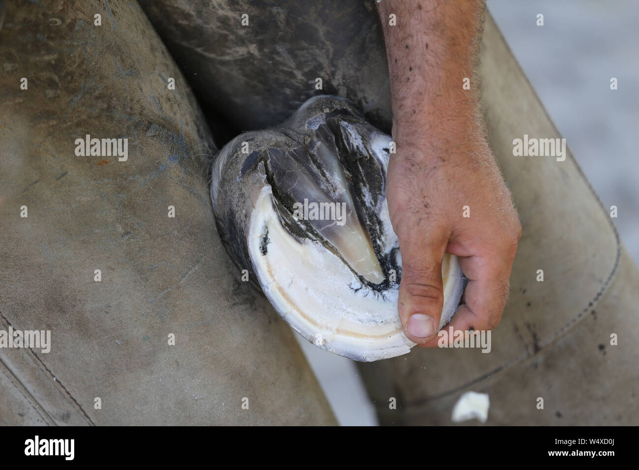 Equine forelimb skeleton anatomy hi-res stock photography and images ...