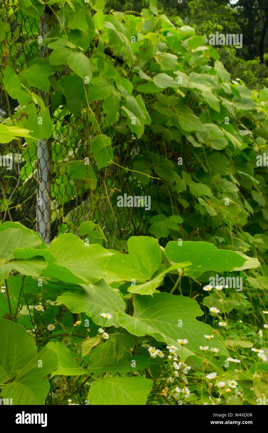 wire entanglement climbing vine Stock Photo - Alamy