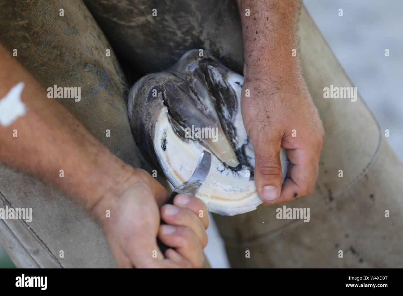Equine forelimb skeleton anatomy hi-res stock photography and images ...