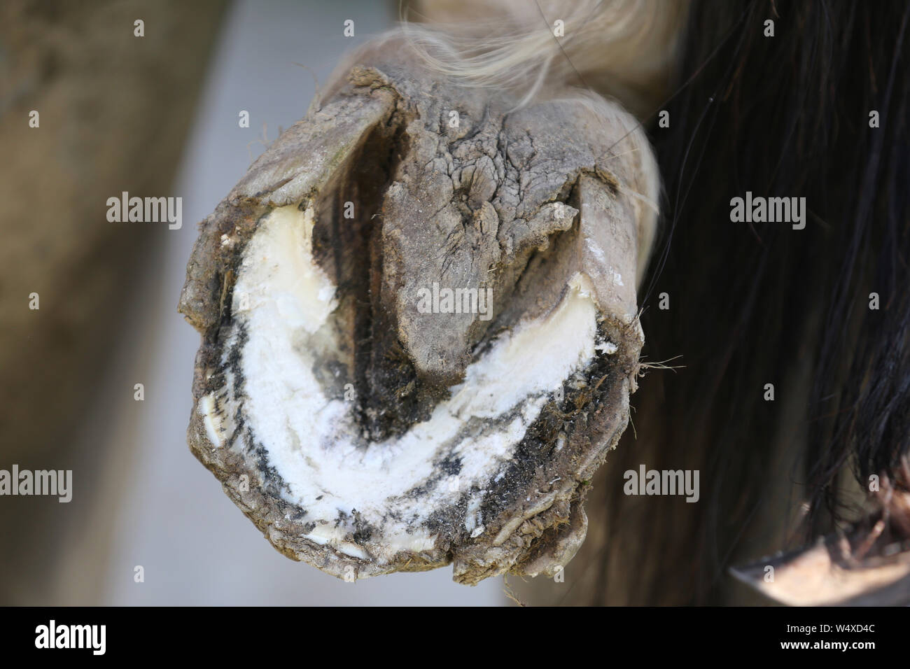 Equine forelimb skeleton anatomy hi-res stock photography and images ...