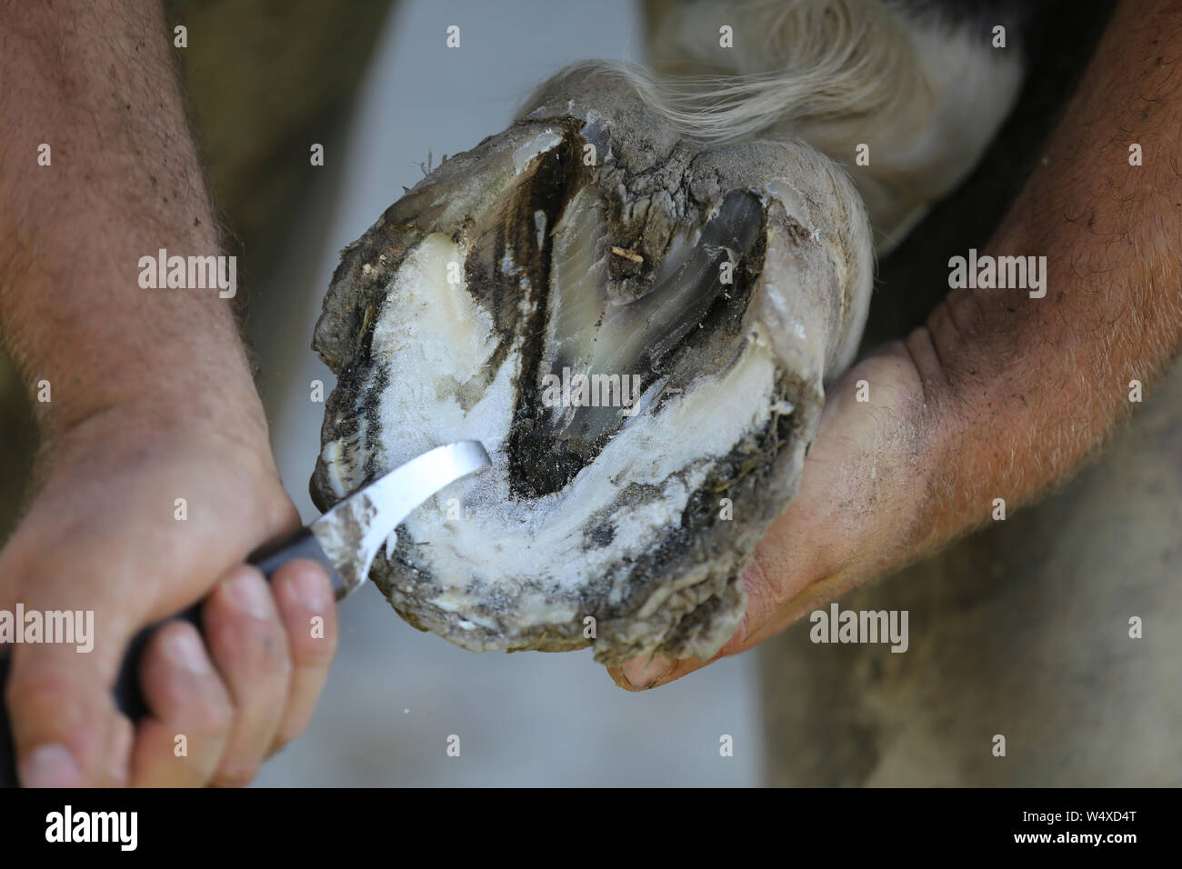 Equine forelimb skeleton anatomy hi-res stock photography and images ...