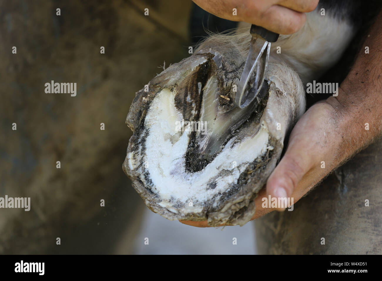 Equine forelimb skeleton anatomy hi-res stock photography and images ...
