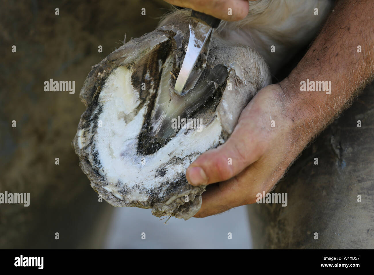Equine forelimb skeleton anatomy hi-res stock photography and images ...