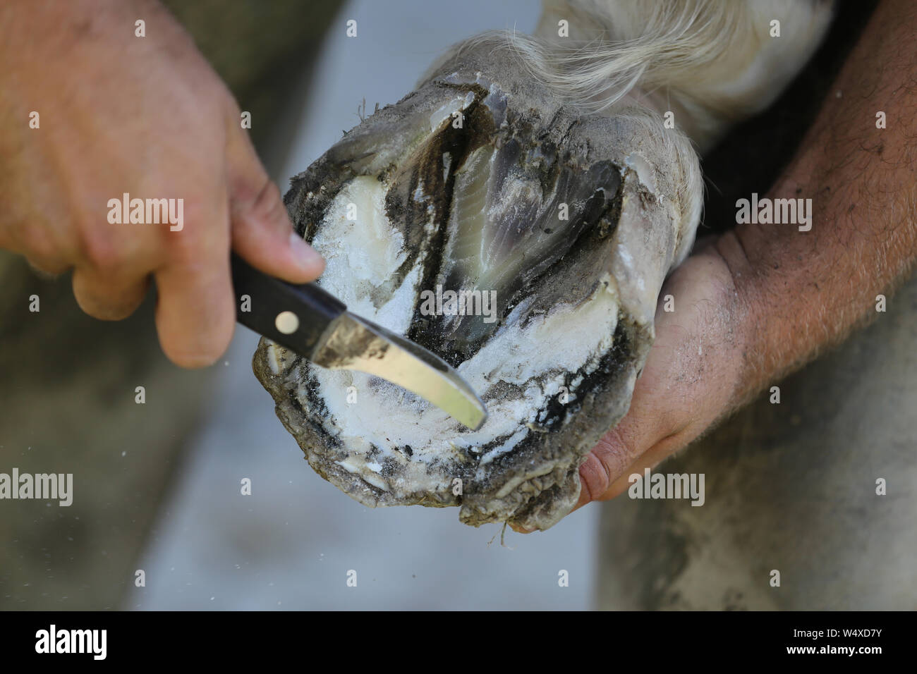 Equine forelimb skeleton anatomy hi-res stock photography and images ...