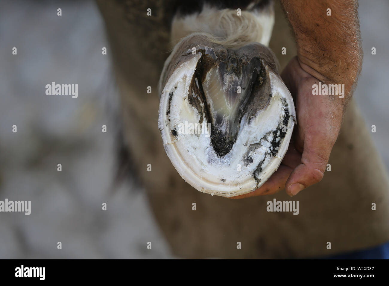 Equine forelimb skeleton anatomy hi-res stock photography and images ...