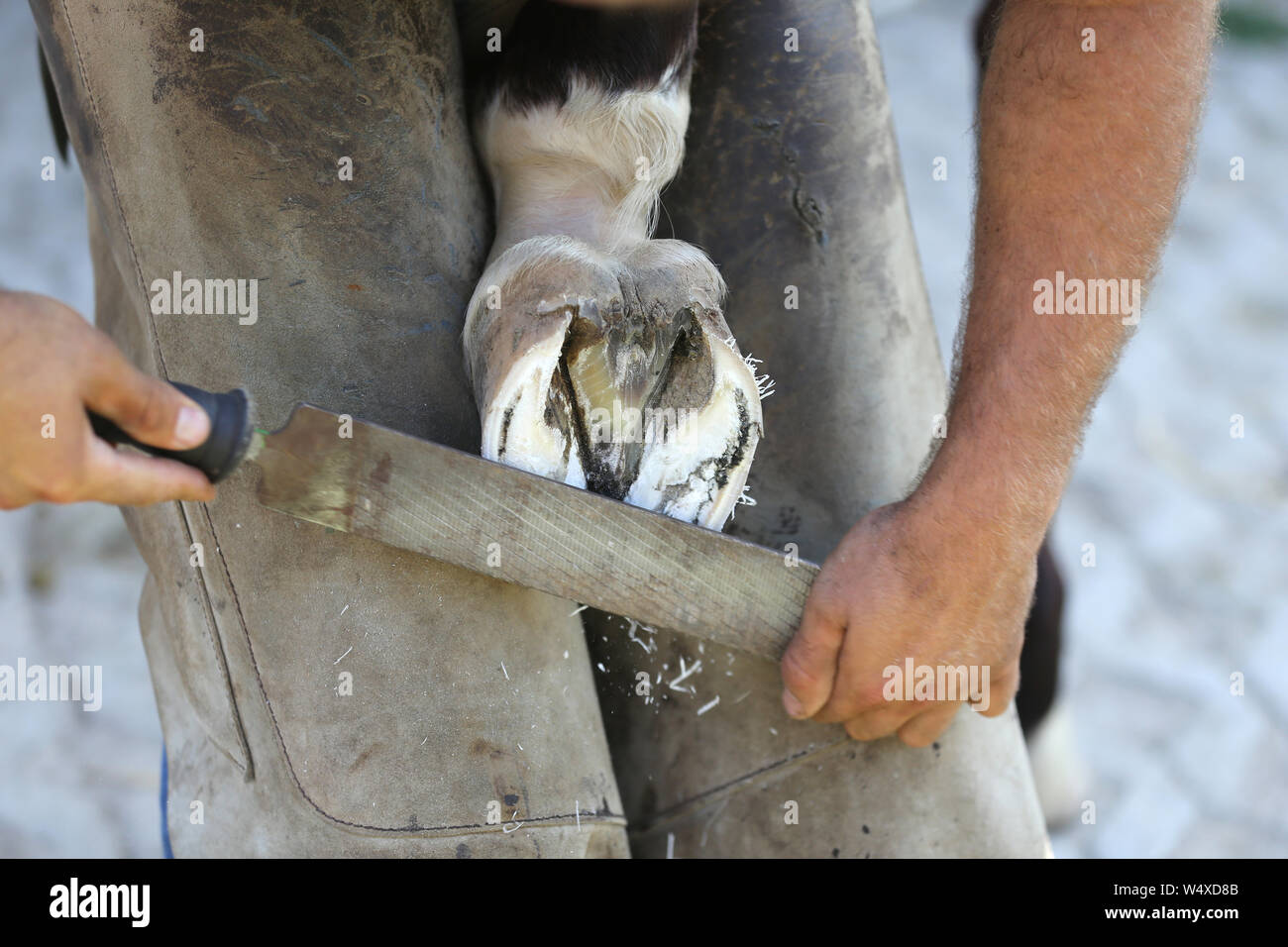 Equine forelimb skeleton anatomy hi-res stock photography and images ...