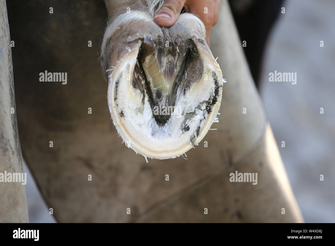 Equine forelimb skeleton anatomy hi-res stock photography and images ...