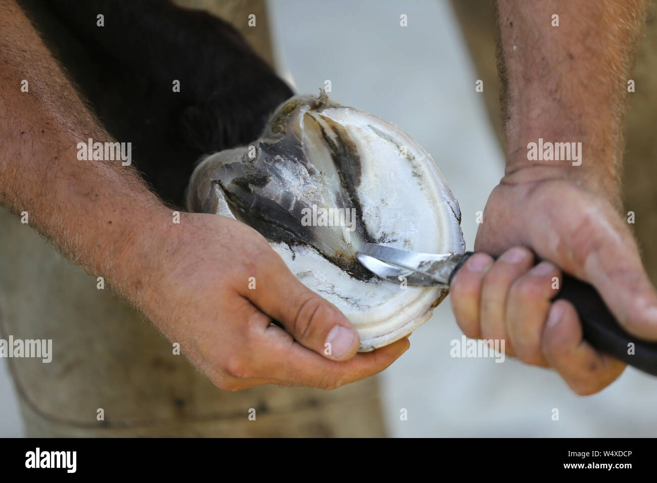 Unknown farrier working on the hooves of a young saddle horse on animal ...