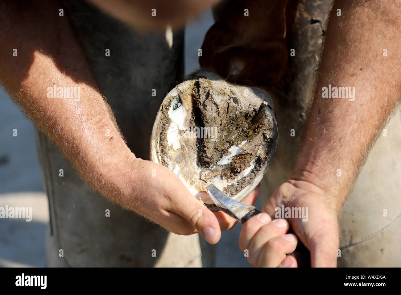 Unknown farrier working on the hooves of a young saddle horse on animal ...