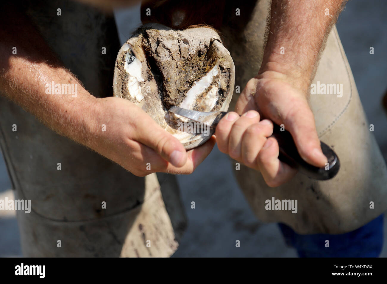 Unknown farrier working on the hooves of a young saddle horse on animal ...