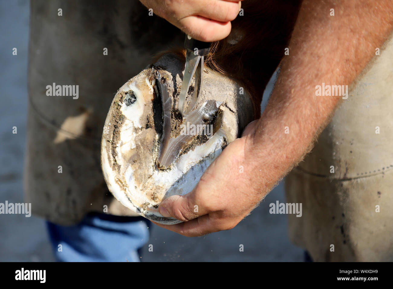 Equine forelimb skeleton anatomy hi-res stock photography and images ...