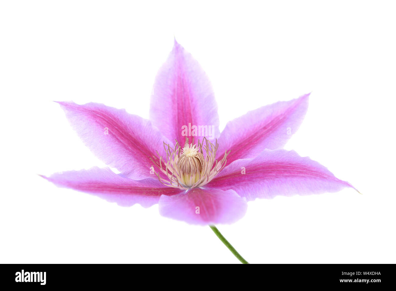 Lyon City Clematis flower isolate on white Stock Photo - Alamy
