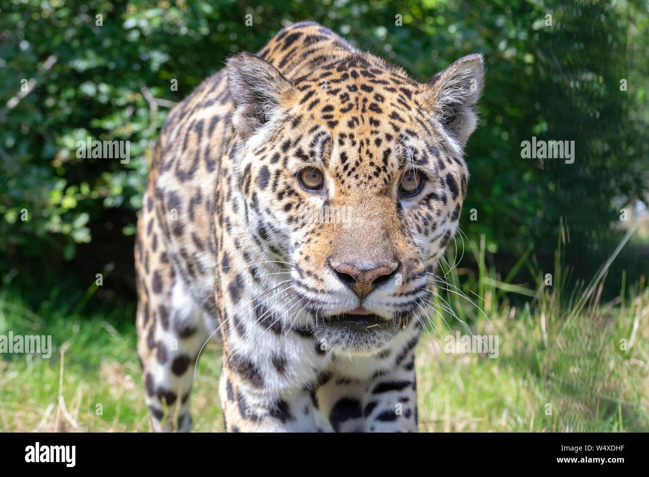 Jaguar big cat hi-res stock photography and images - Alamy
