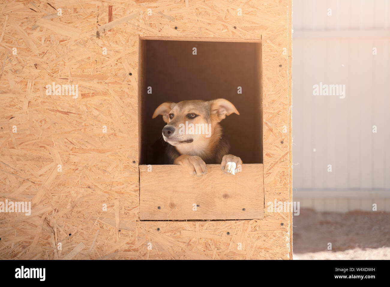 Photo attractive young ginger hi-res stock photography and images - Alamy