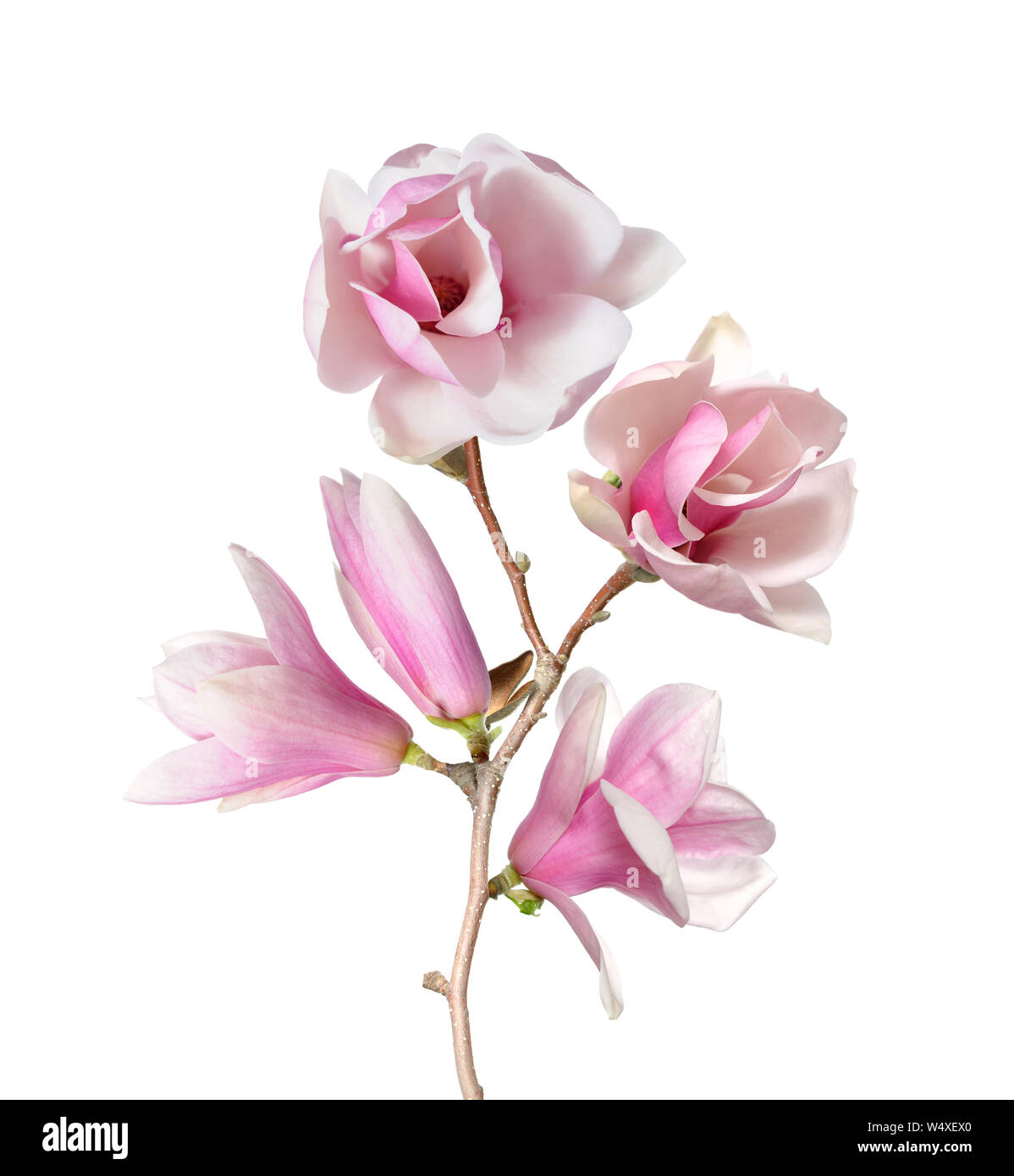 Magnolia flower closeup Cut Out Stock Images & Pictures - Alamy