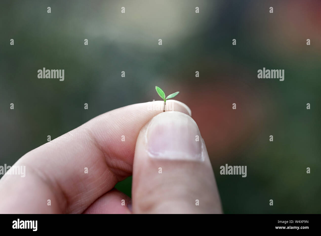 new plant in a human hand Stock Photo - Alamy