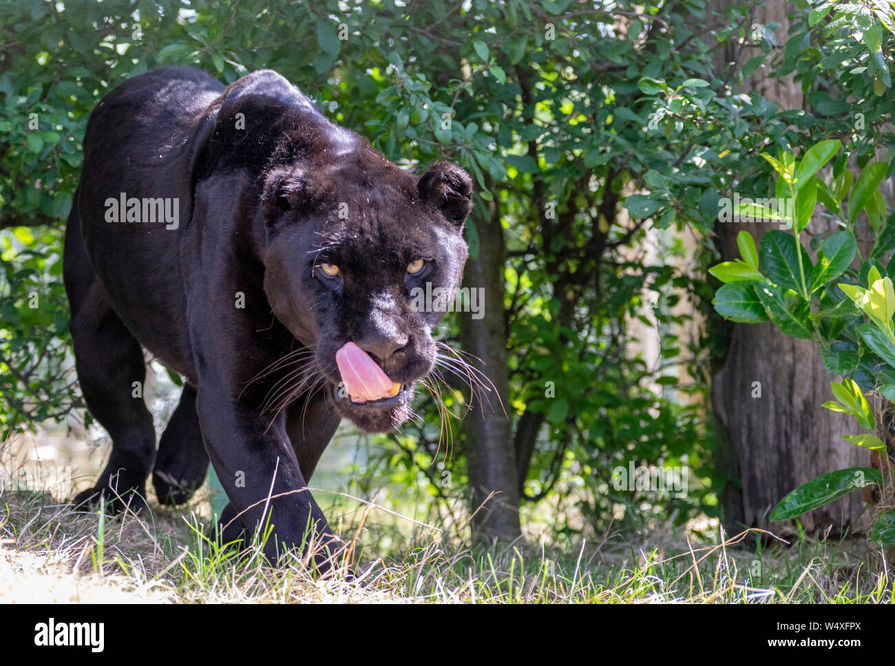 Panther the cat hi-res stock photography and images - Alamy