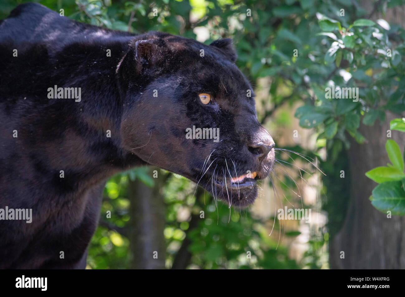 Captive panther hi-res stock photography and images - Alamy