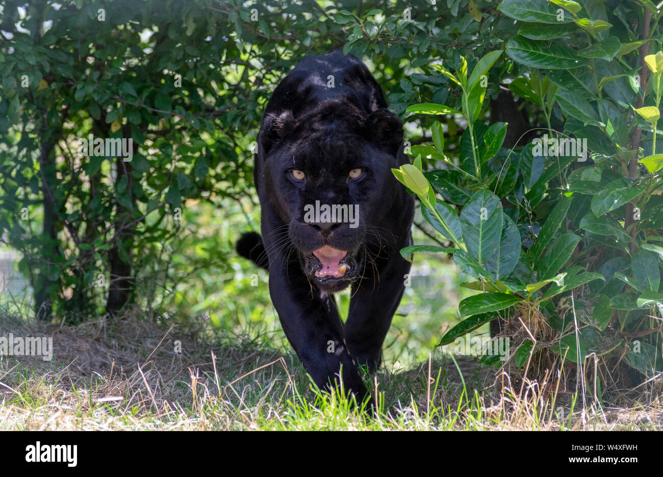 Black panthera hi-res stock photography and images - Alamy