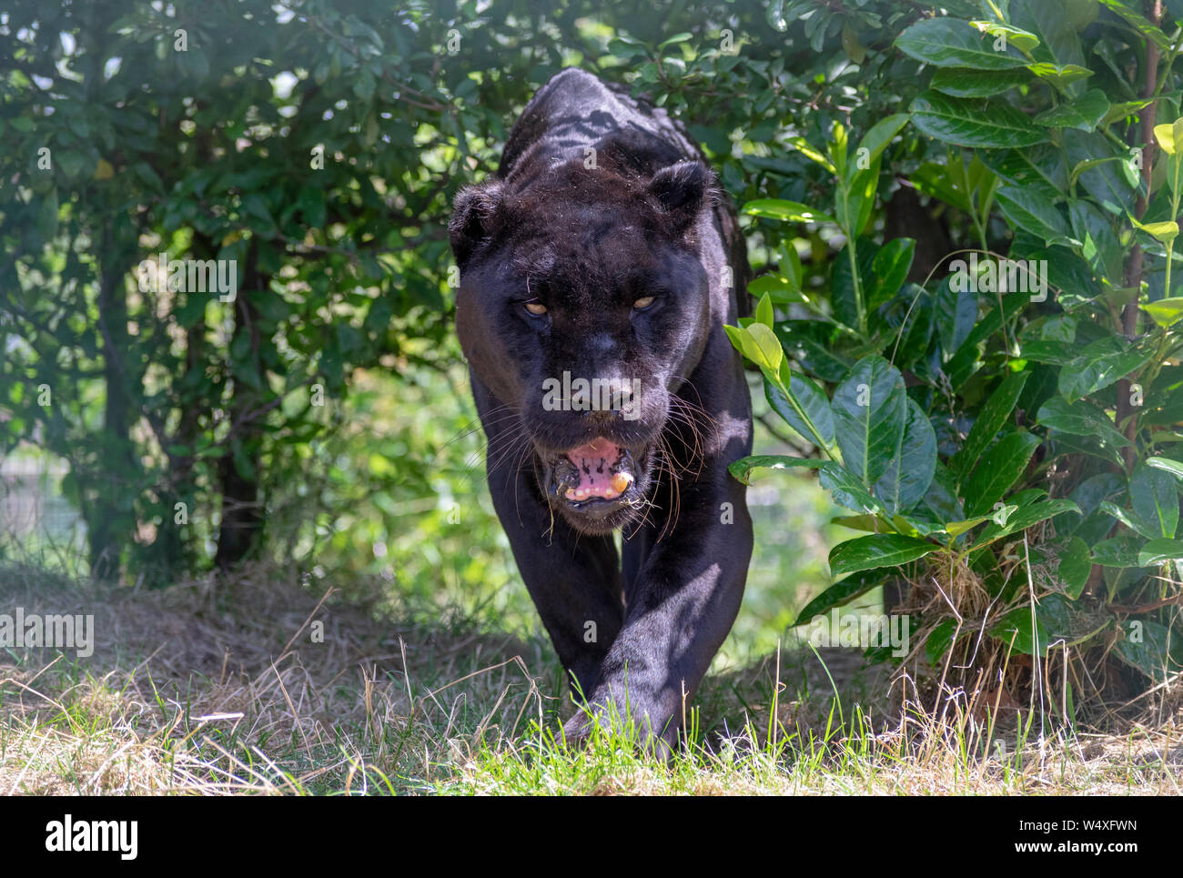 Black panthera hi-res stock photography and images - Alamy