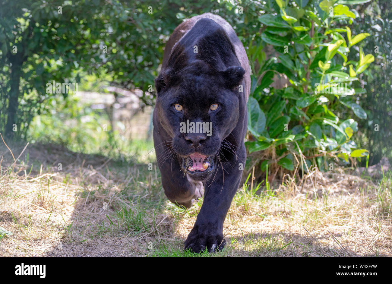 Panther hi-res stock photography and images - Alamy