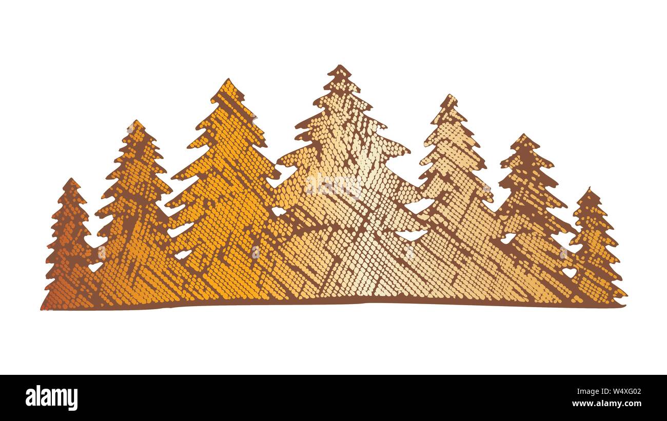 Color Drawn Landscape Pinery Coniferous Forest Vector Stock Vector ...