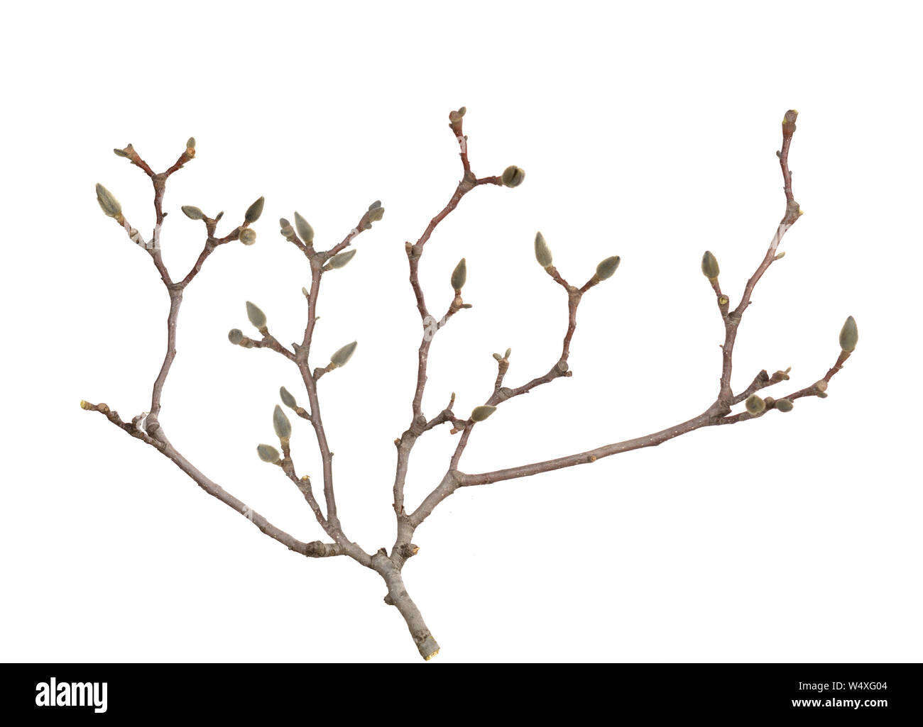 Magnolia Tree Branches