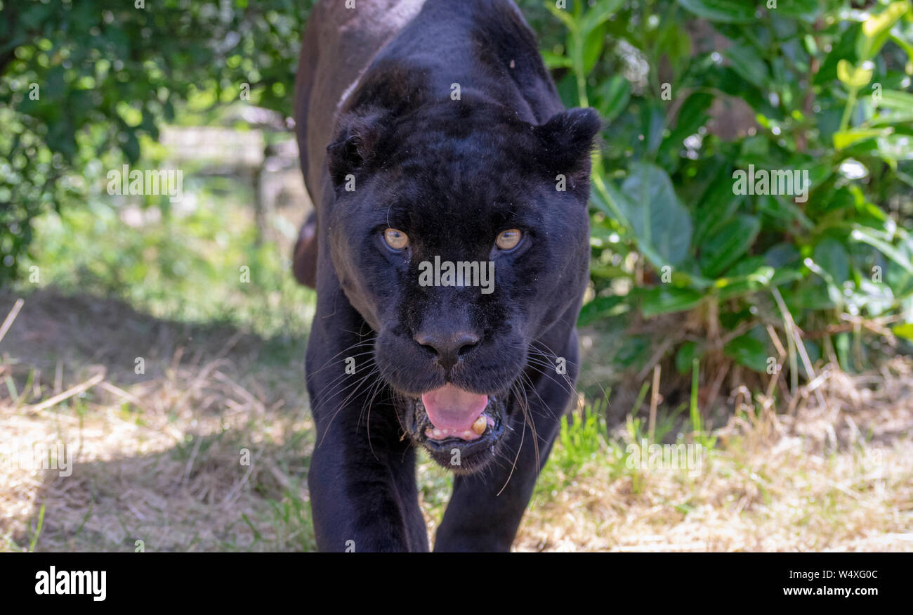 Captive panther hi-res stock photography and images - Alamy